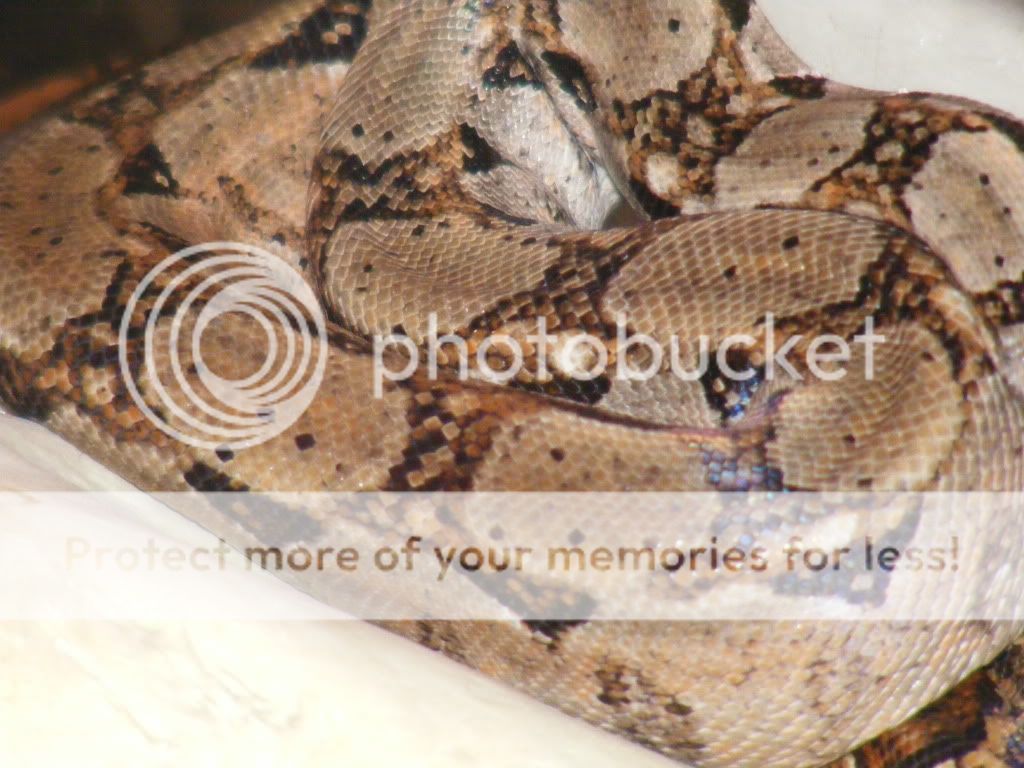 My Honduran Dwarf Boa (Bella) | Reptile Forums