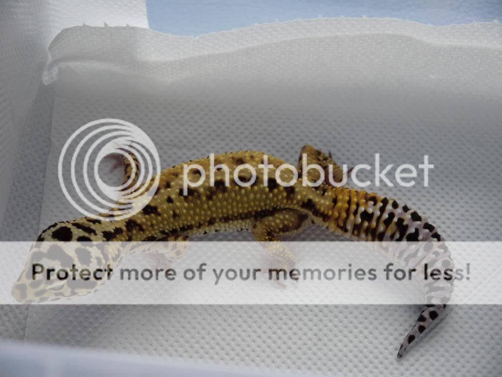 NE England - Female Adult Red Stripe het Raptor. Stunner | Reptile Forums