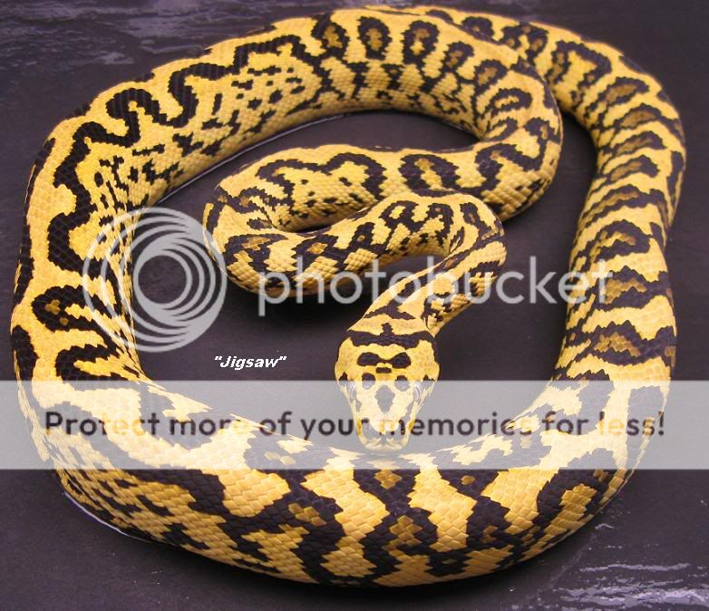 Ugly mutts!!! | Aussie Pythons and Snakes